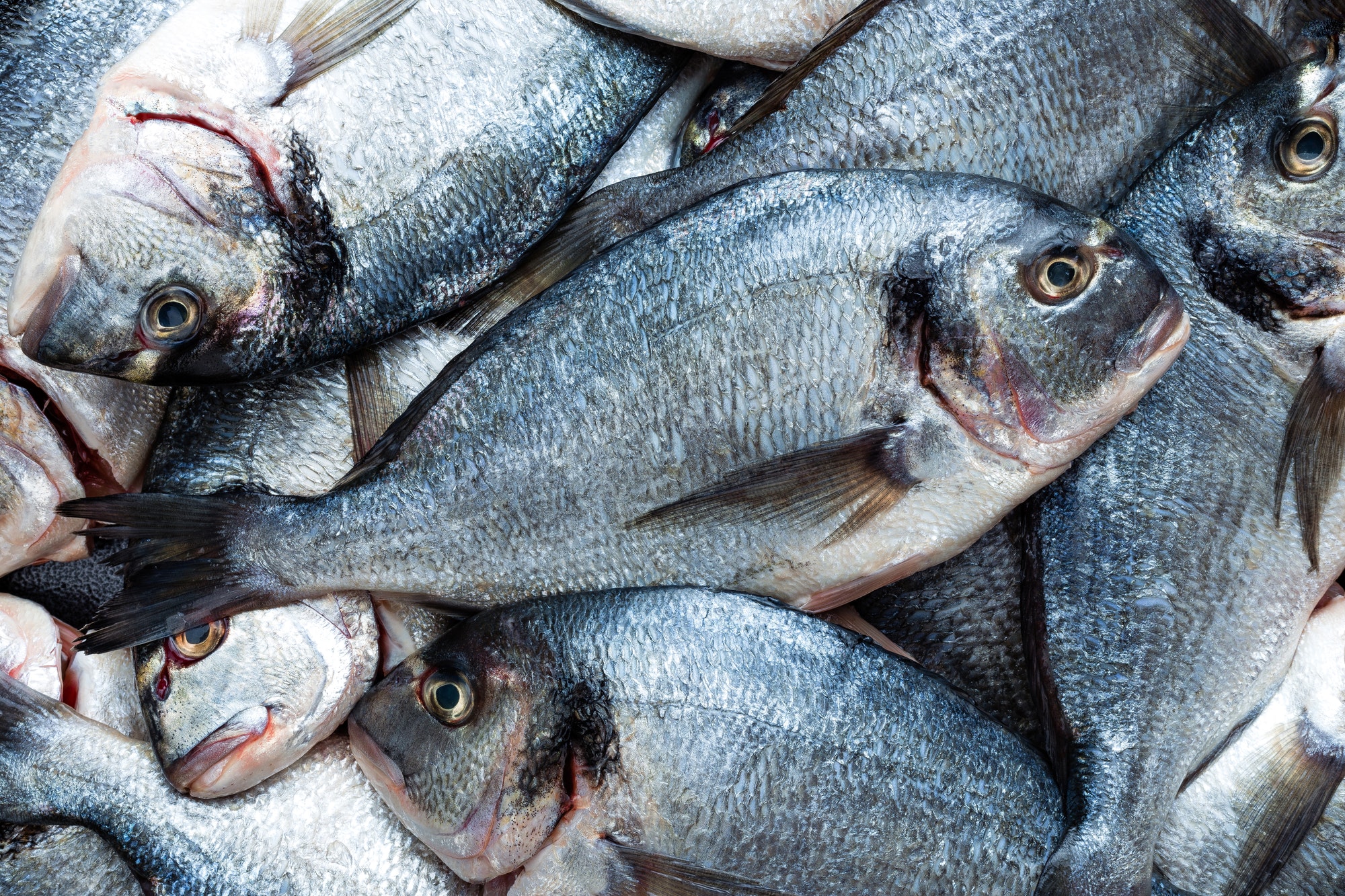 Lonja de Estepona Online – Tienda online de la Lonja de Pescado de Estepona