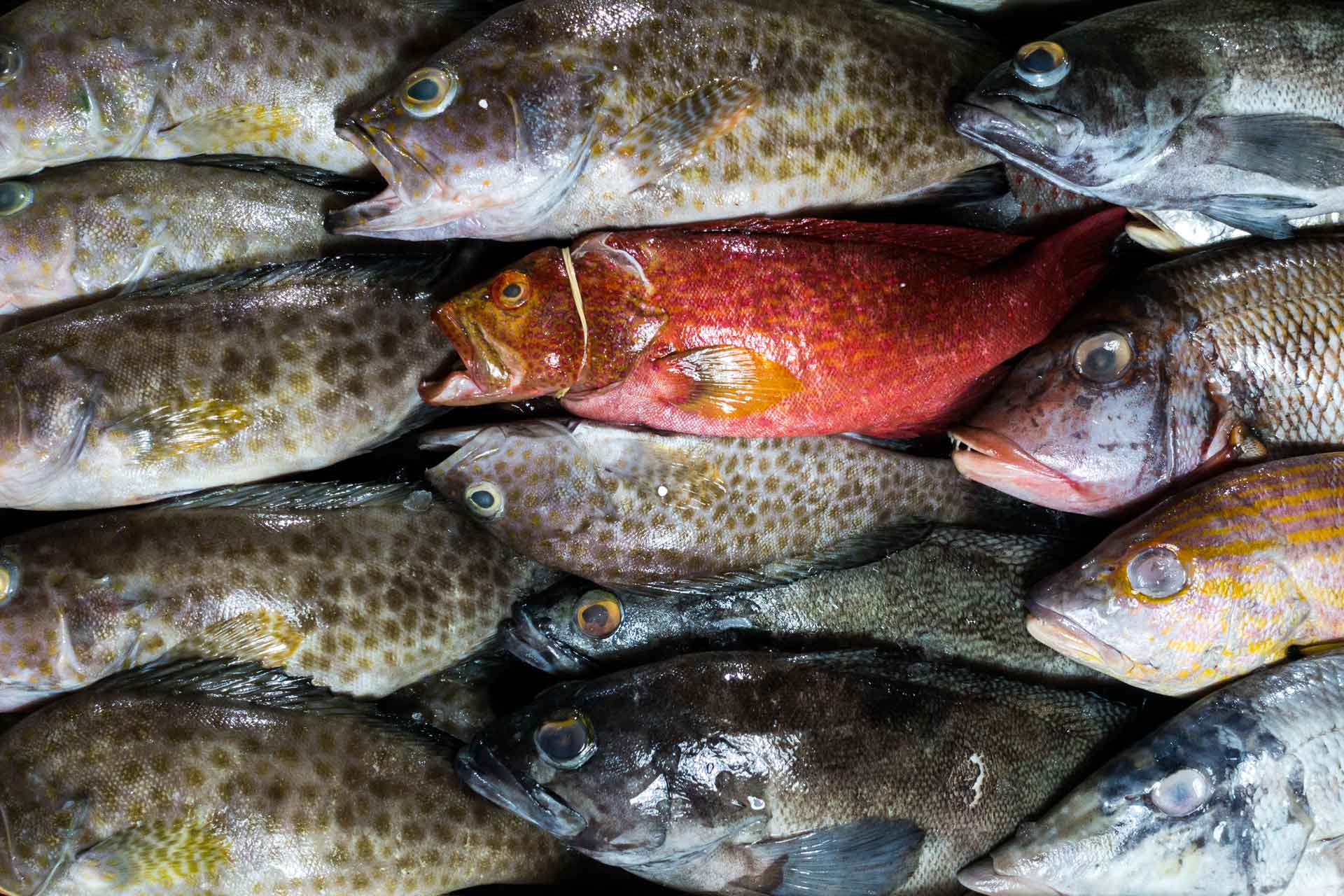 Lonja de Estepona Online – Tienda online de la Lonja de Pescado de Estepona